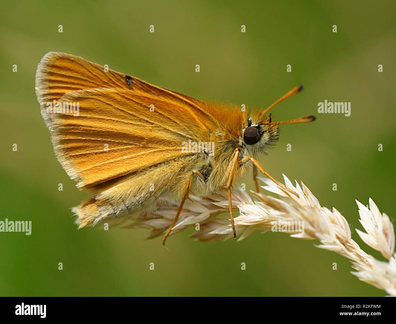 Bullhead falter hi-res stock photography and images - Alamy