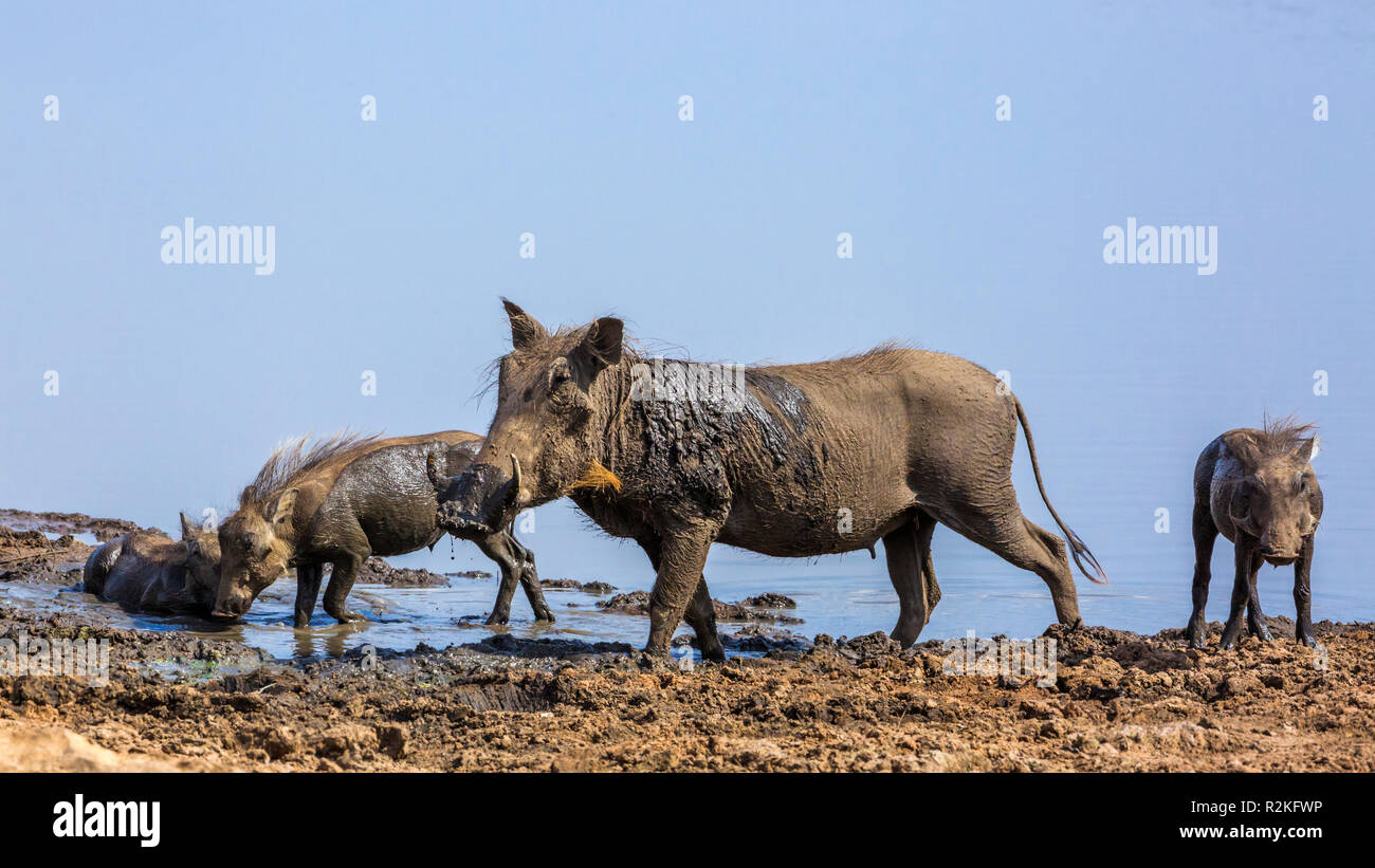 Common warthog mother and three cub mud bathing in Kruger National park ...