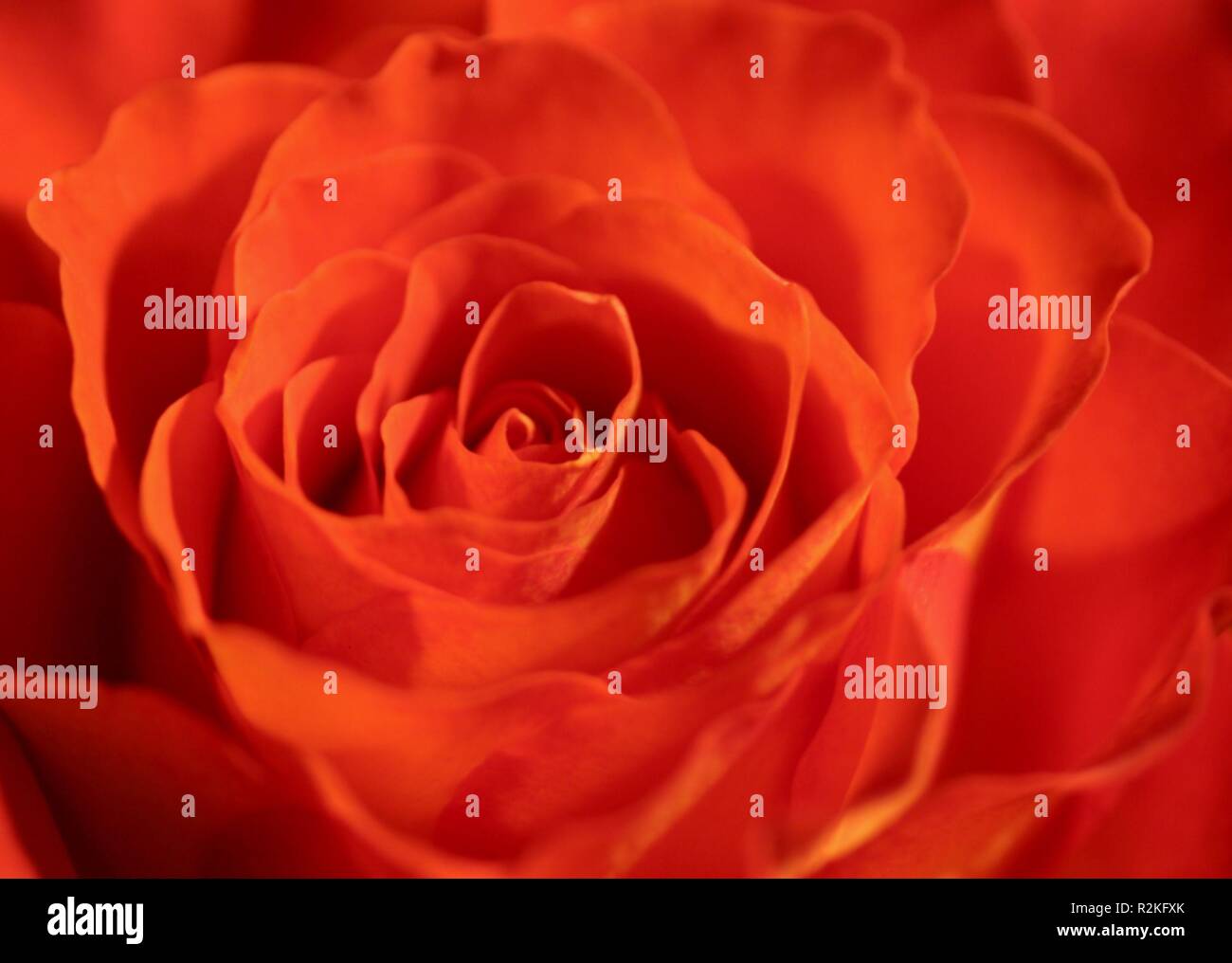 rose portrait Stock Photo - Alamy