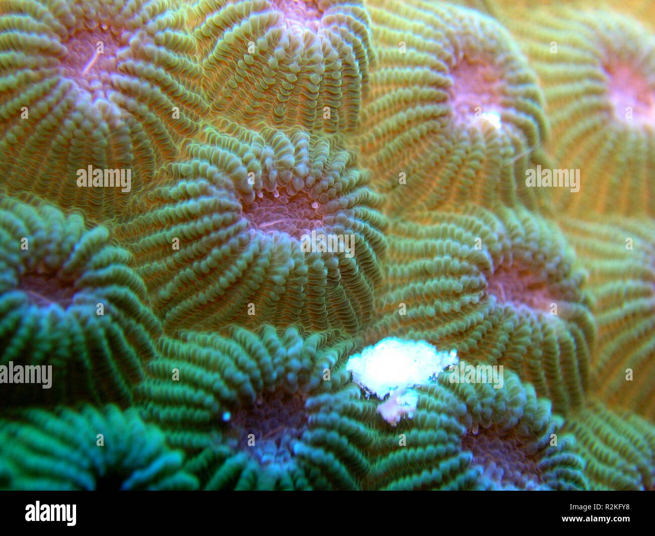 Green coloured coral polyps hi-res stock photography and images - Alamy