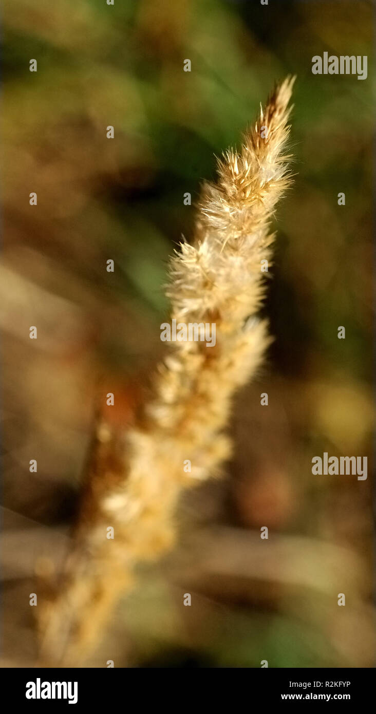 Grass awn hi-res stock photography and images - Alamy