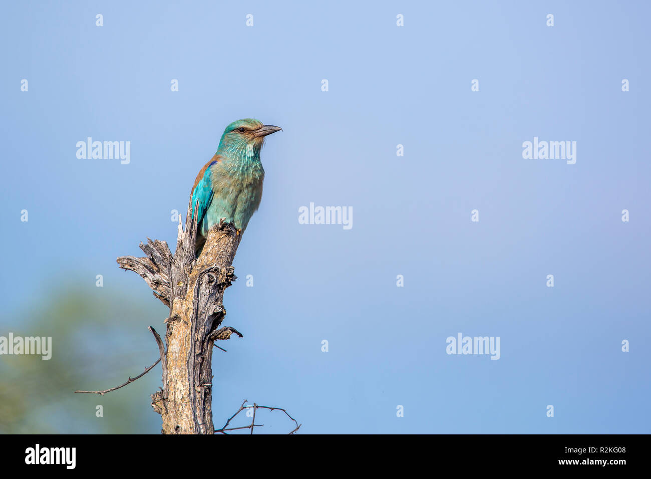 European Roller isolated in blue sky in Kruger National park, South ...