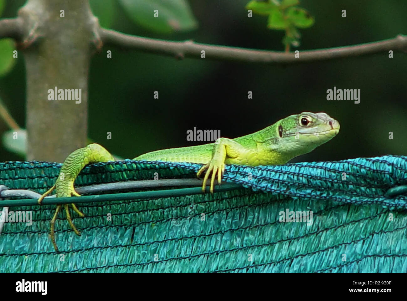 emerald lizard i Stock Photo - Alamy
