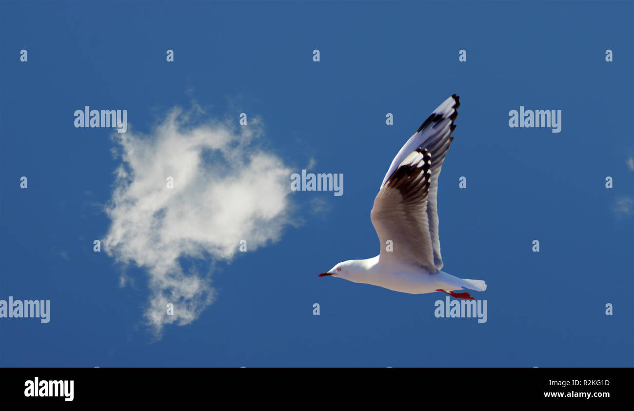 Bird way hi-res stock photography and images - Alamy