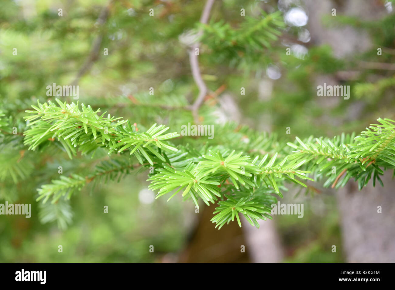 Green Evergreen pine needles Stock Photo - Alamy