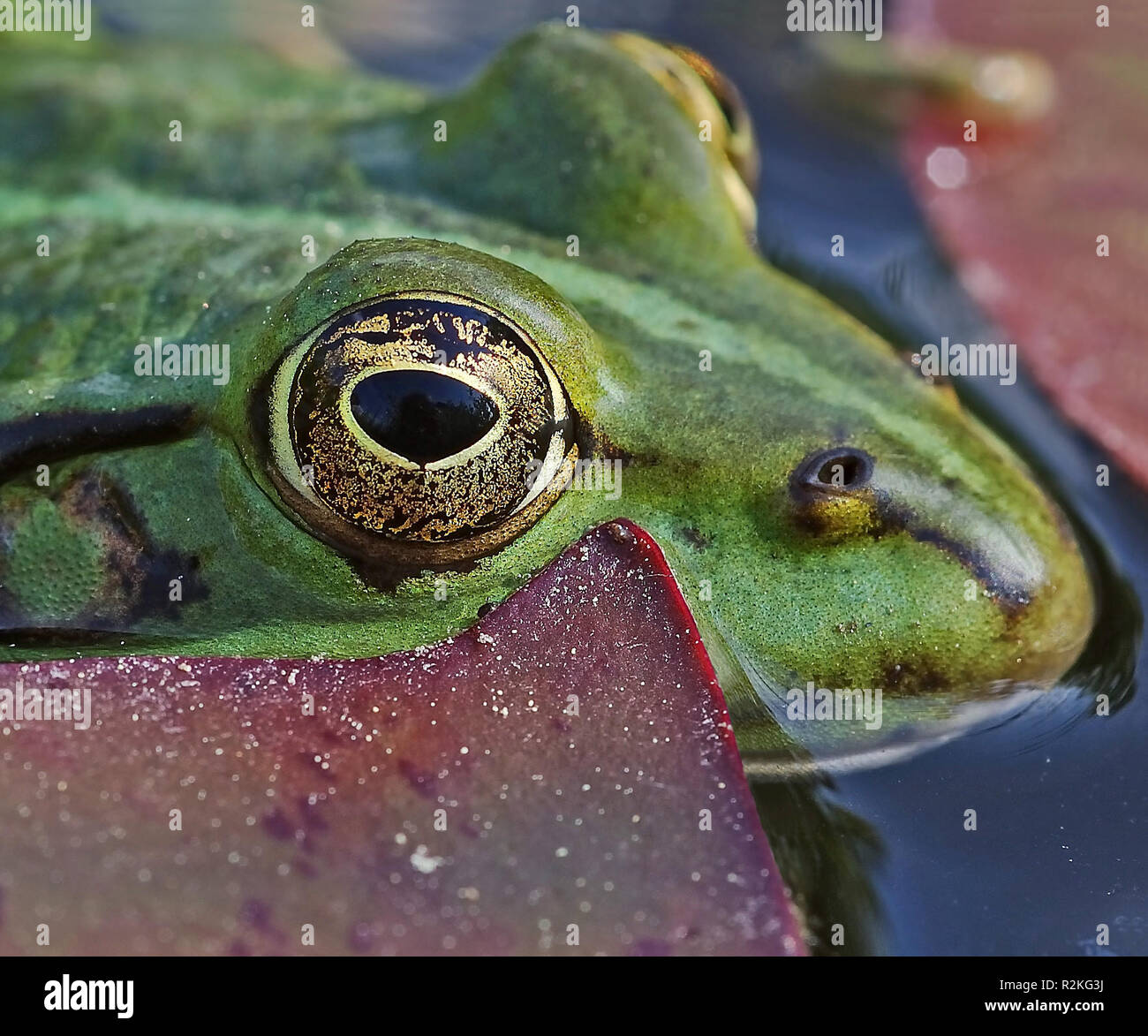 frog eye watchful Stock Photo - Alamy
