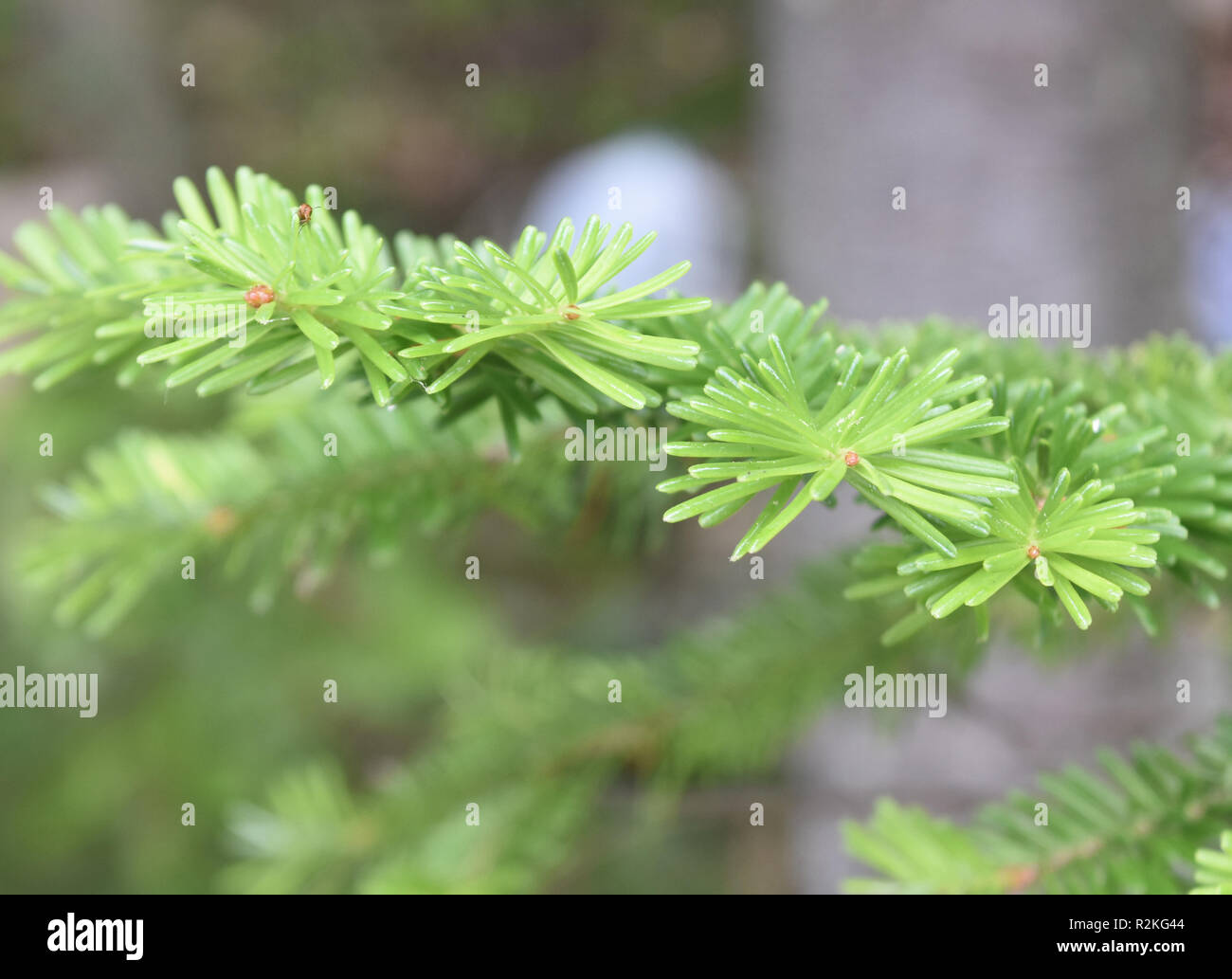 Beautiful green evergreen needles close-up Stock Photo - Alamy