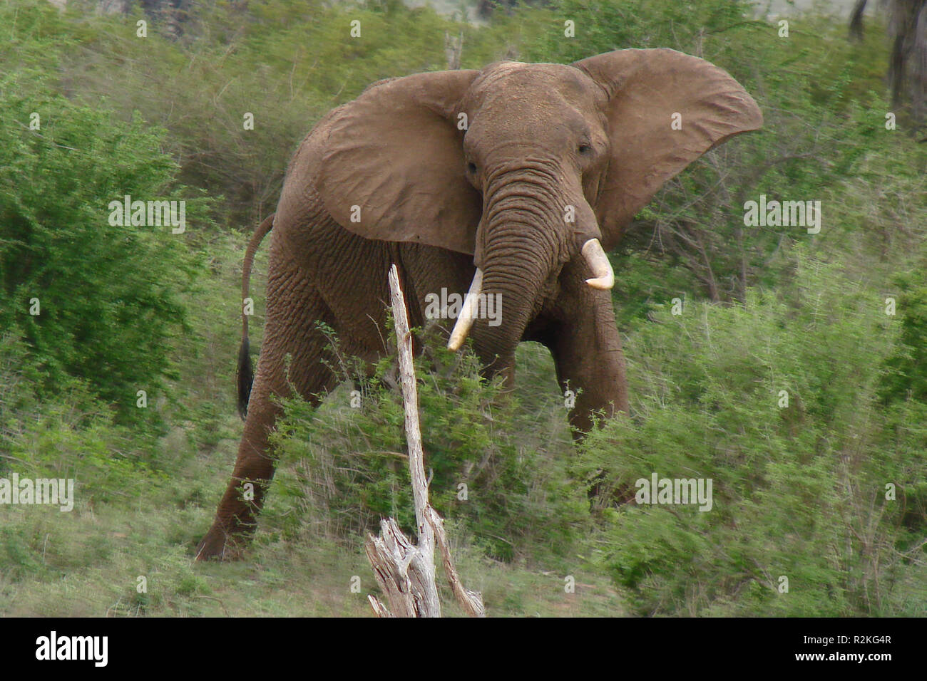 elephant on the attack Stock Photo - Alamy