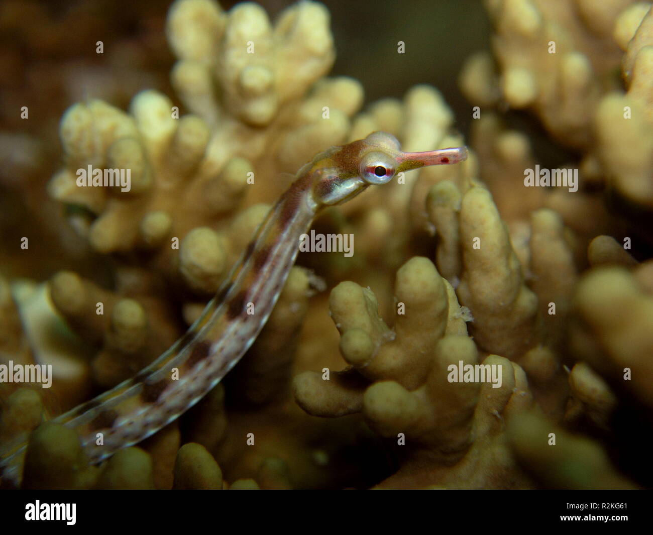Pipefish and diver hi-res stock photography and images - Alamy