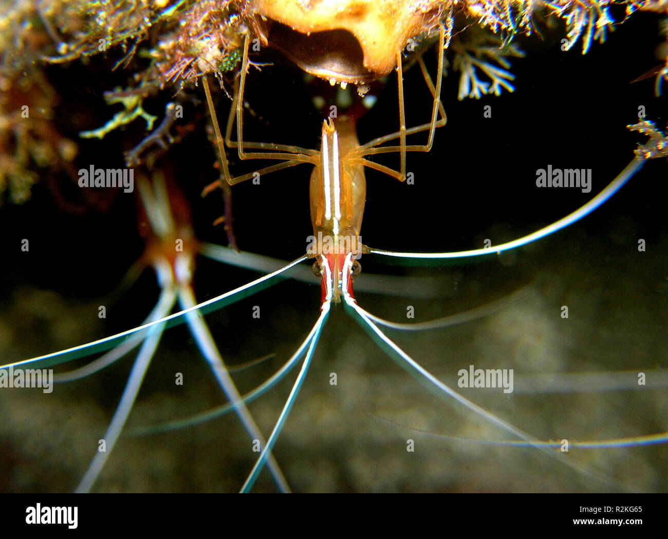 white band cleaner shrimp Stock Photo - Alamy