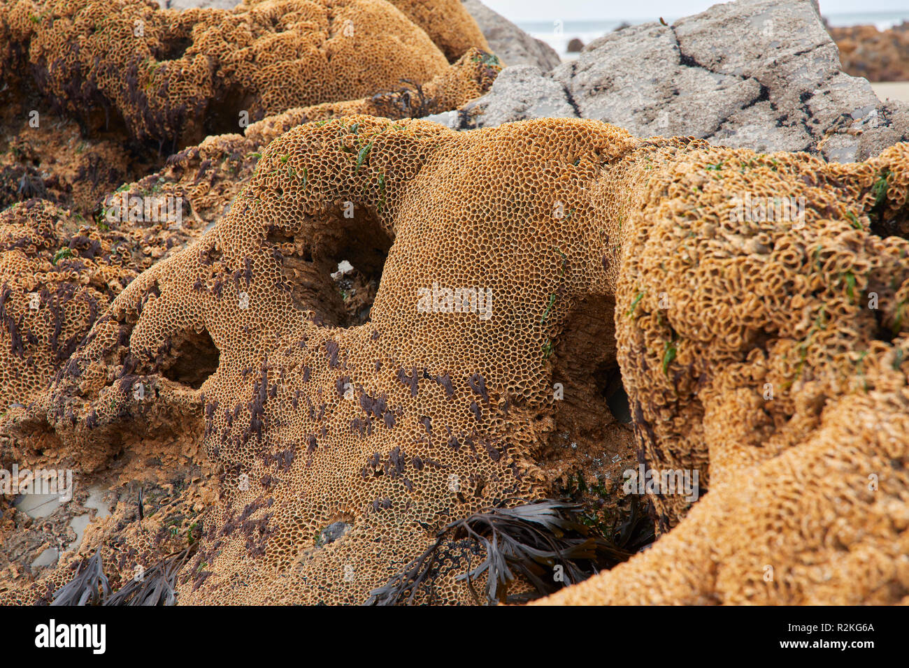 Honeycomb rocks hi-res stock photography and images - Alamy