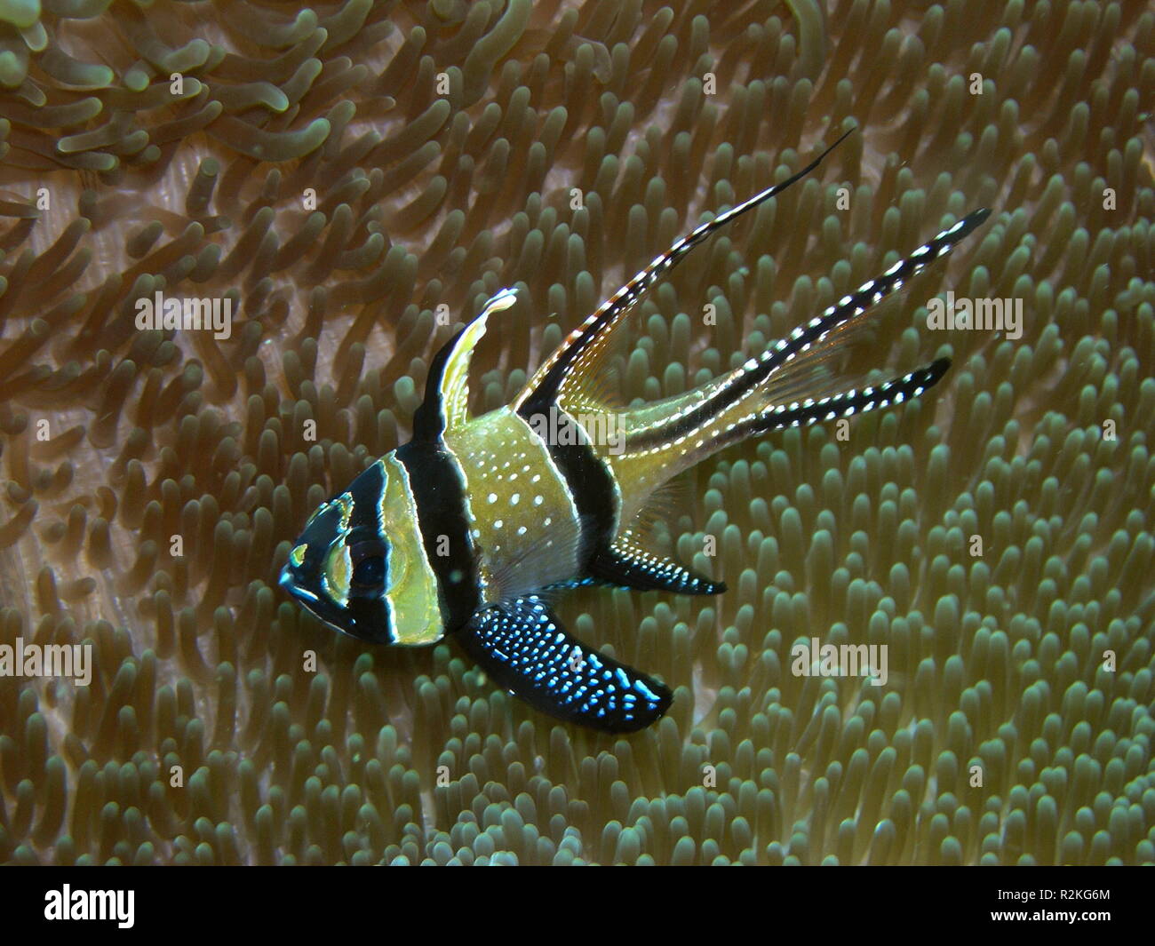Banggai kardinalbarsch hi-res stock photography and images - Alamy