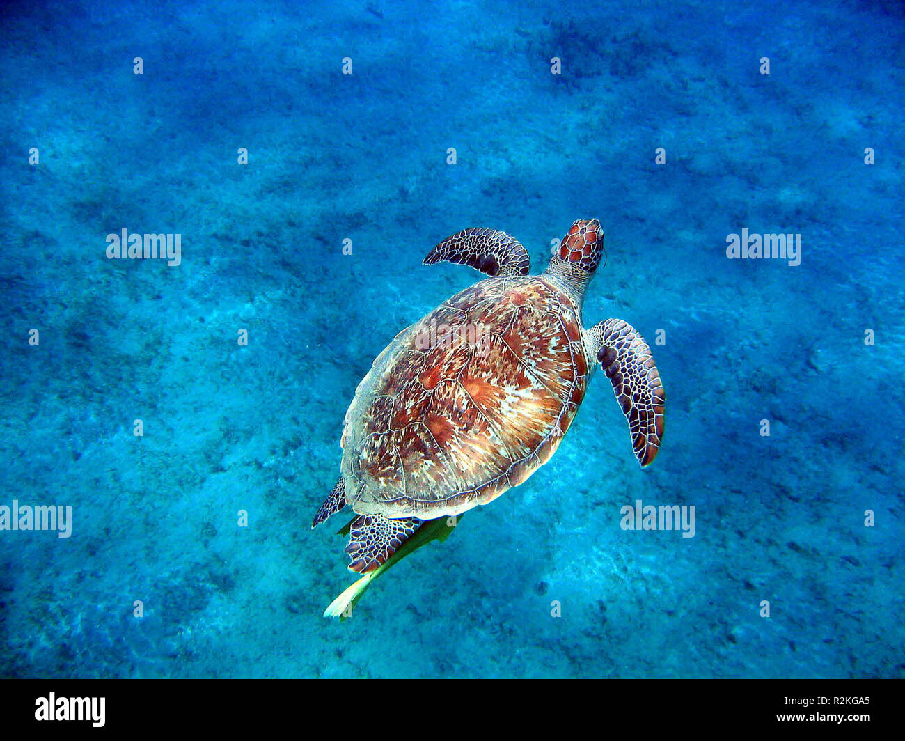 Underwater sea turtle fish seaweed hi-res stock photography and images ...