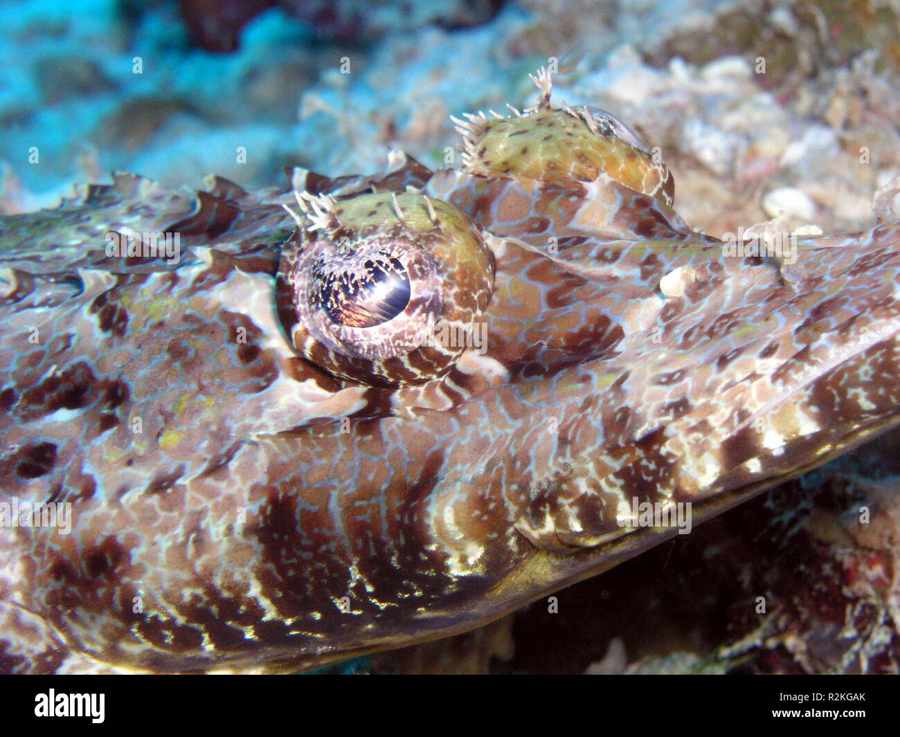 Eye macro fish hi-res stock photography and images - Alamy