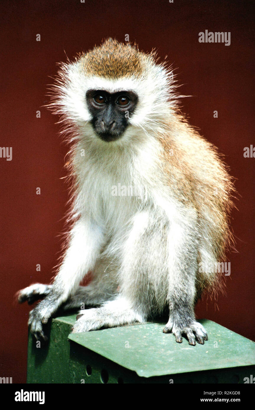 Affenart hi-res stock photography and images - Alamy