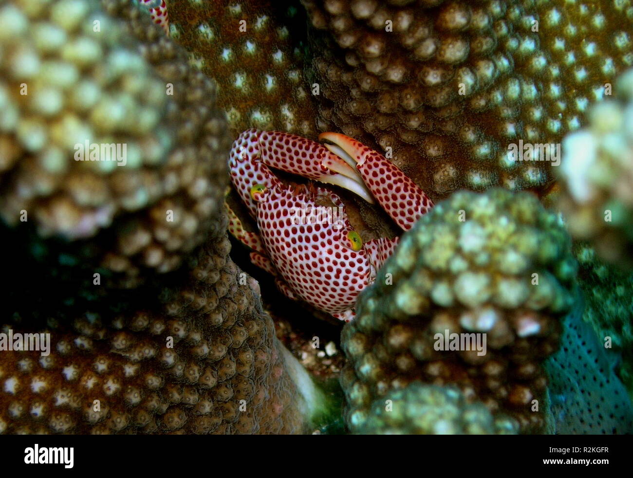 Tiger anemone hi-res stock photography and images - Alamy