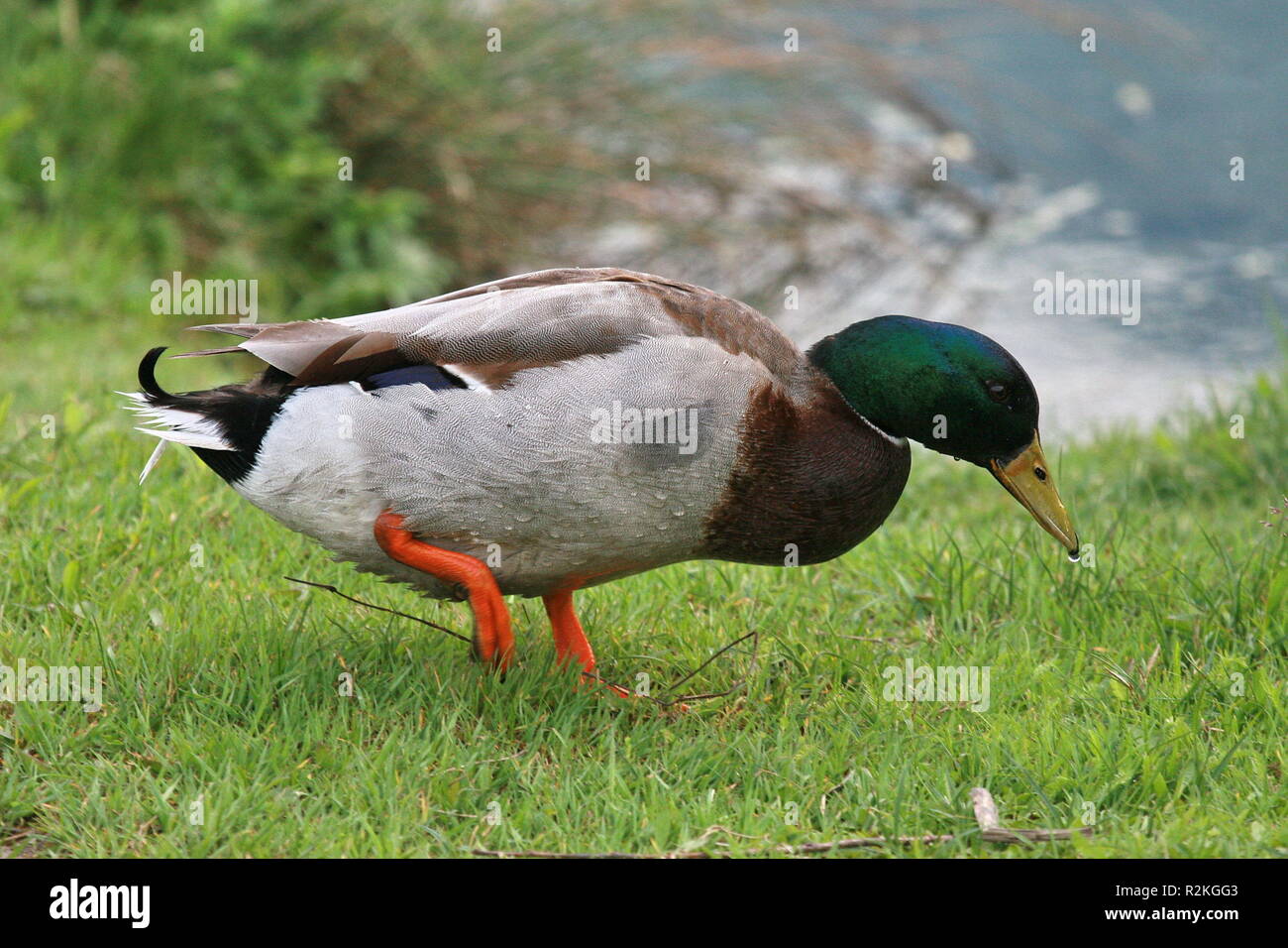 drake - drake Stock Photo - Alamy