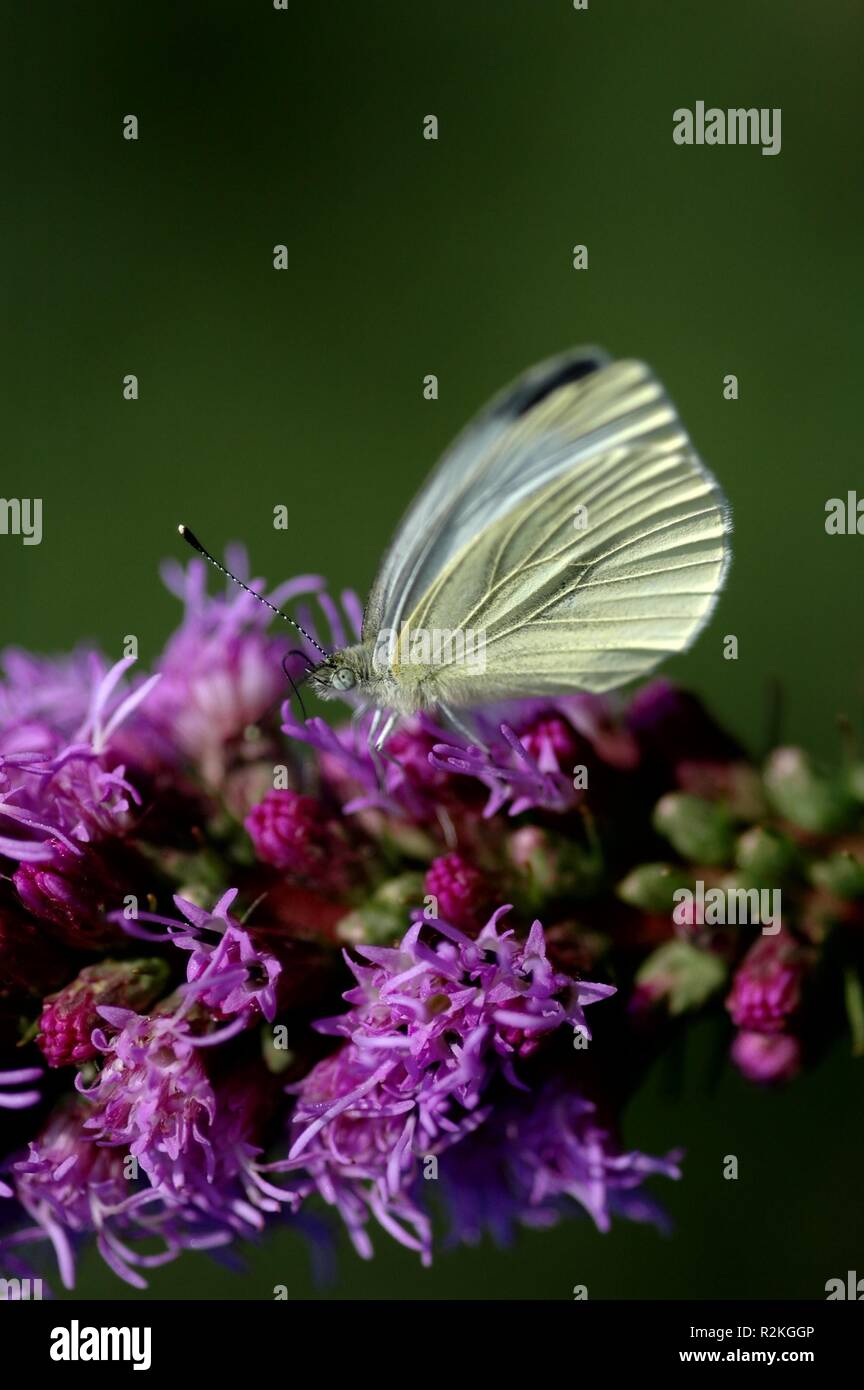 Moth juice hi-res stock photography and images - Alamy
