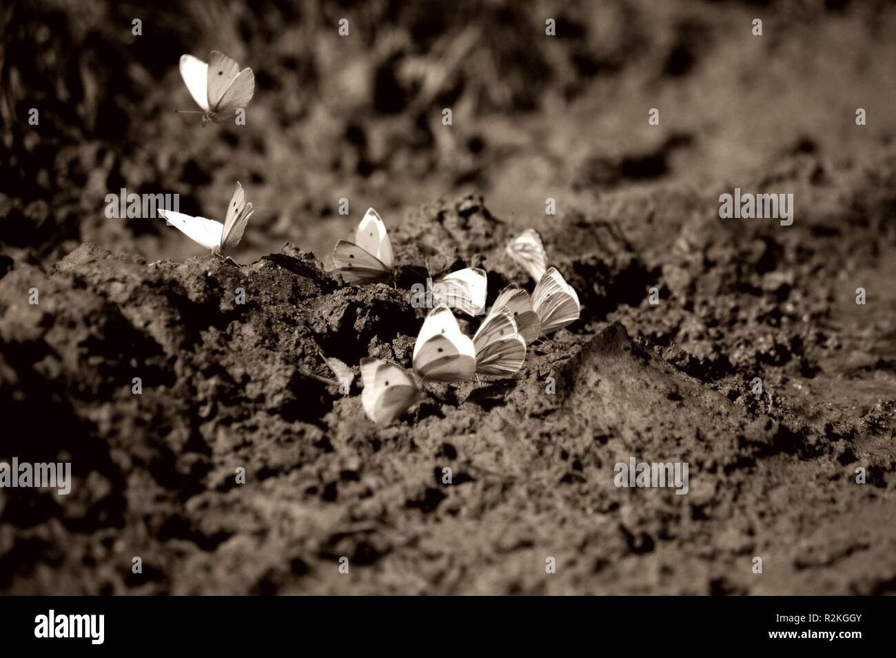 Moth juice hi-res stock photography and images - Alamy