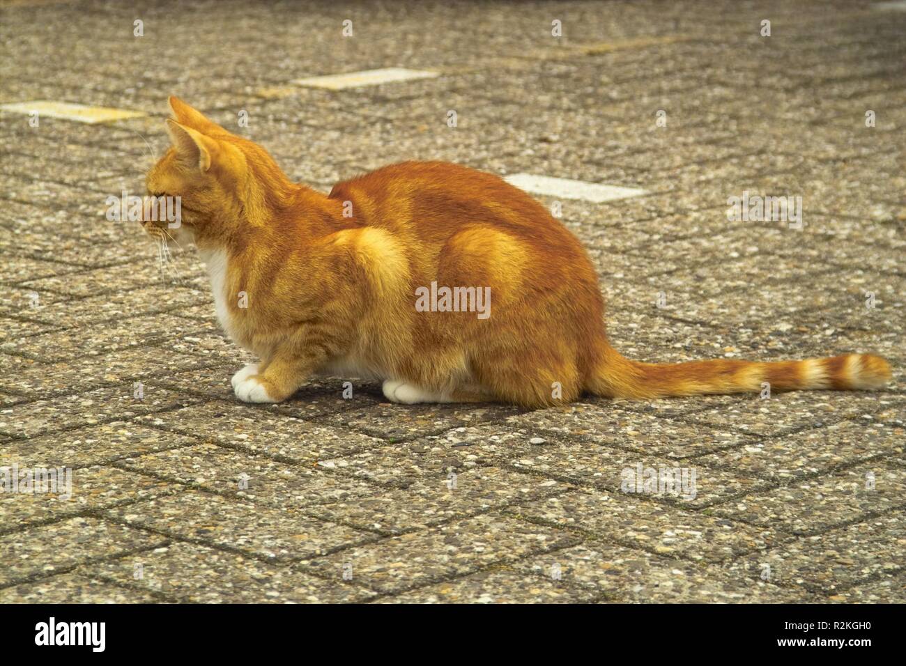 the parking sphinx Stock Photo - Alamy