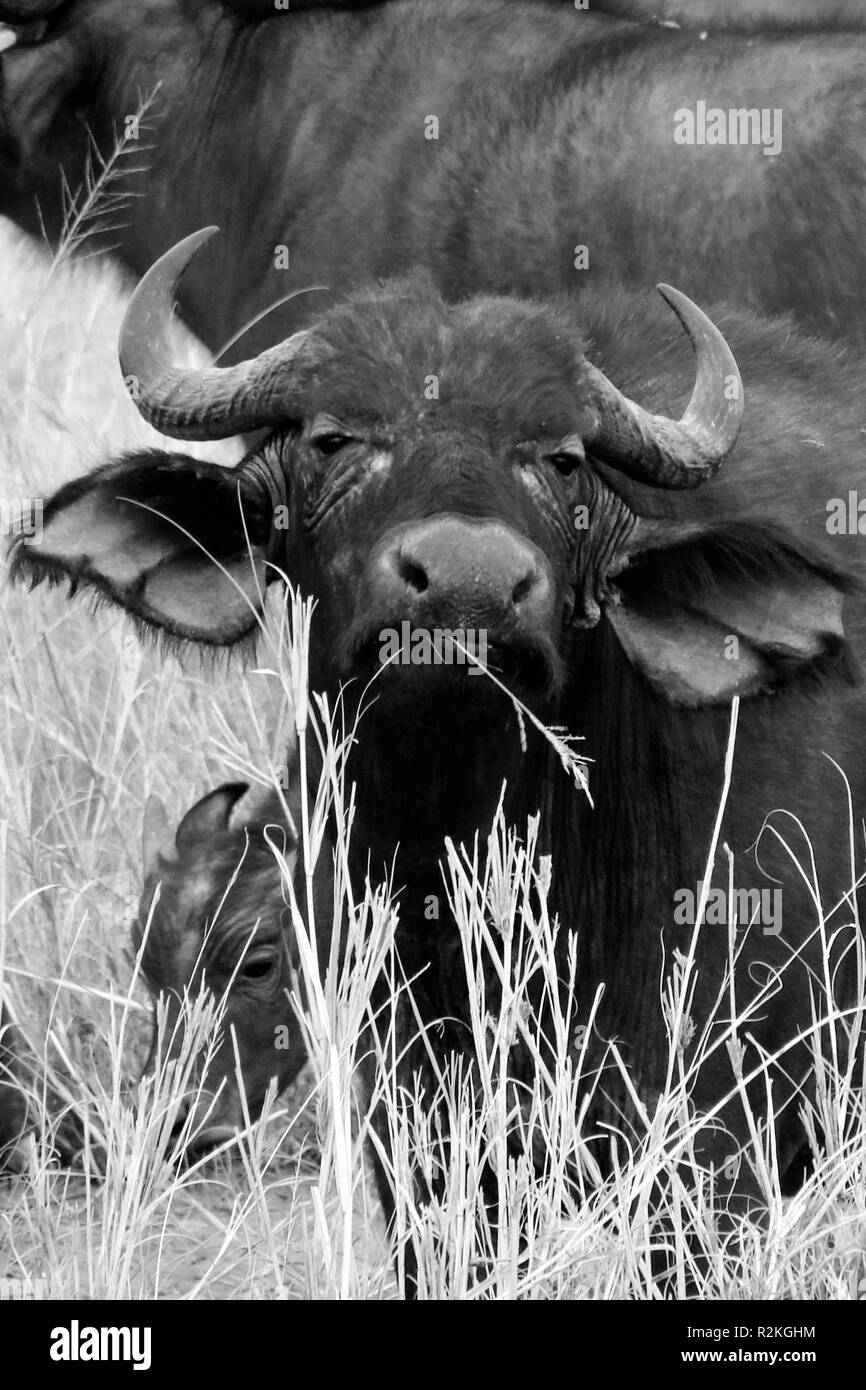 buffalo black and white Stock Photo - Alamy