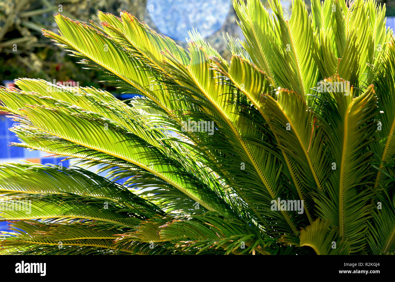 Cyca revoluta hi-res stock photography and images - Alamy