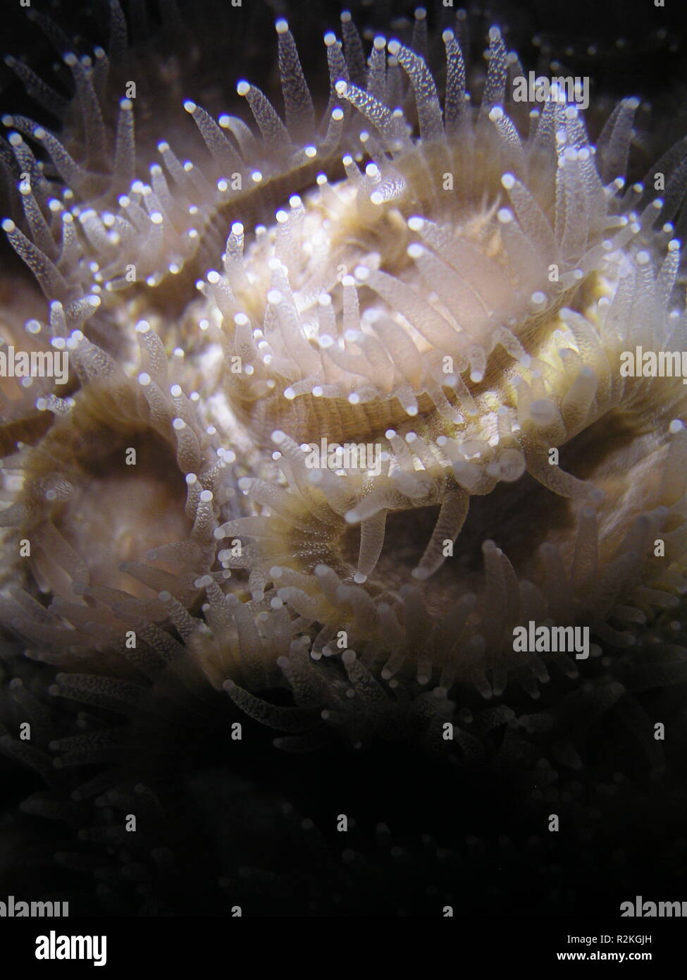 stone coral at night Stock Photo - Alamy