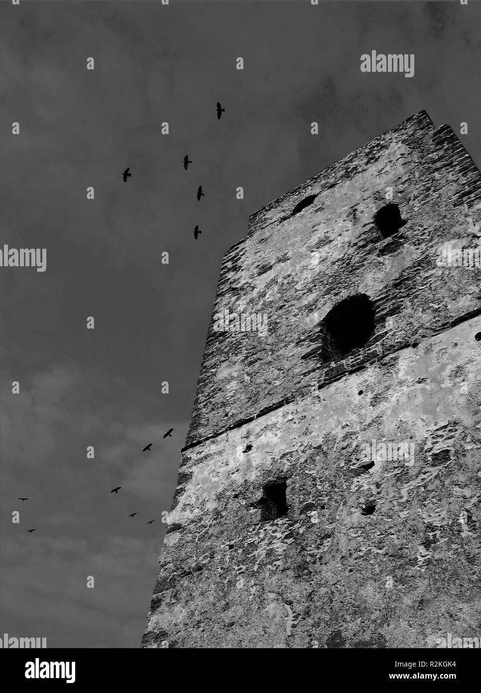 Dangerous birds Black and White Stock Photos & Images - Alamy