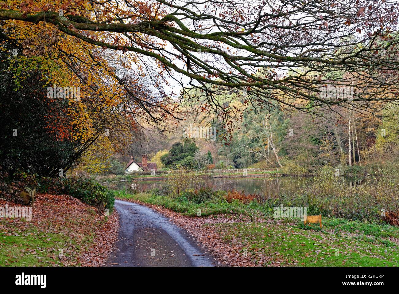Colourful autumn countryside in the Surrey Hills at Friday Street ...