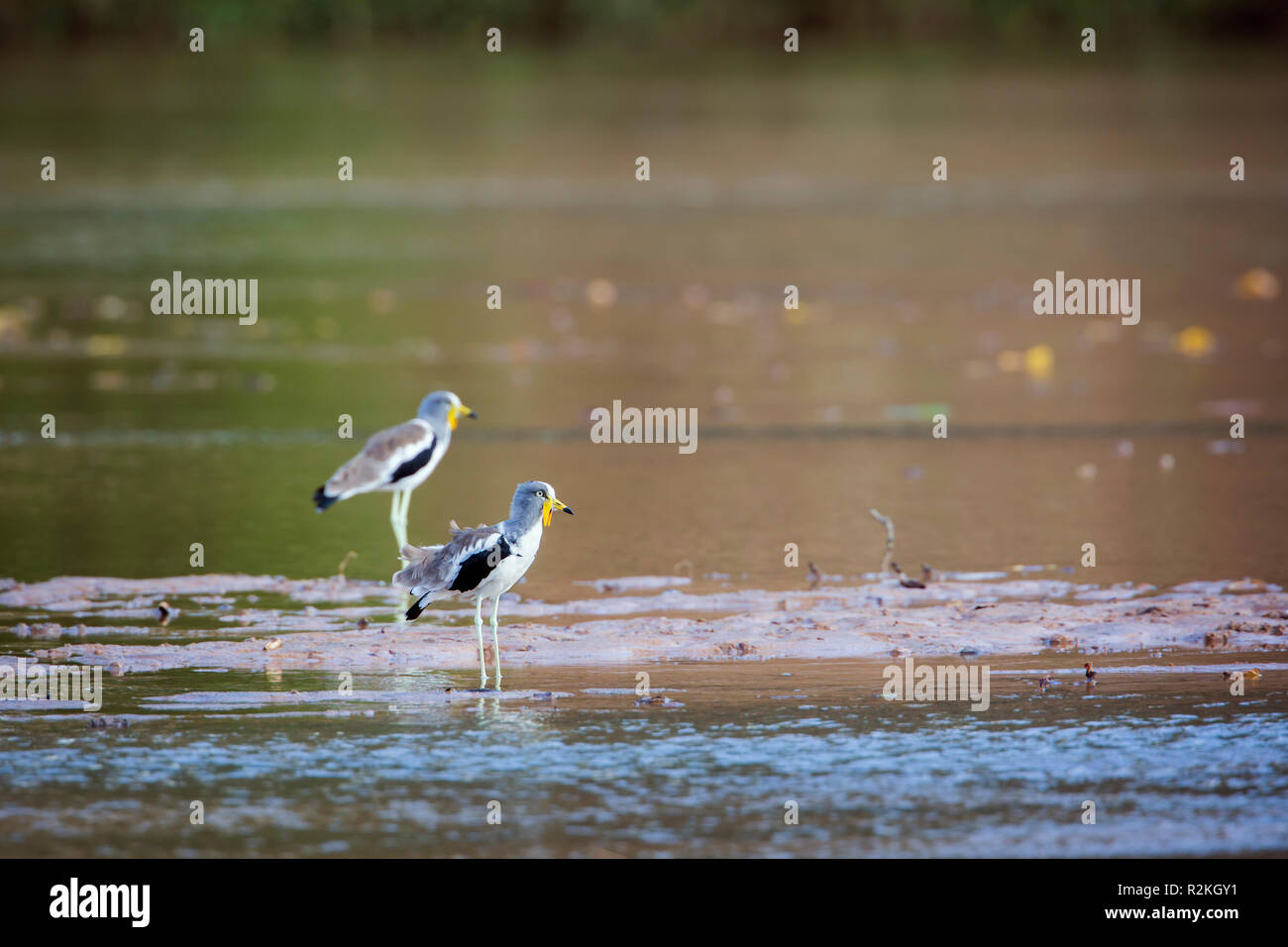 White headed Lapwing in Kruger National park, South Africa ; Specie ...