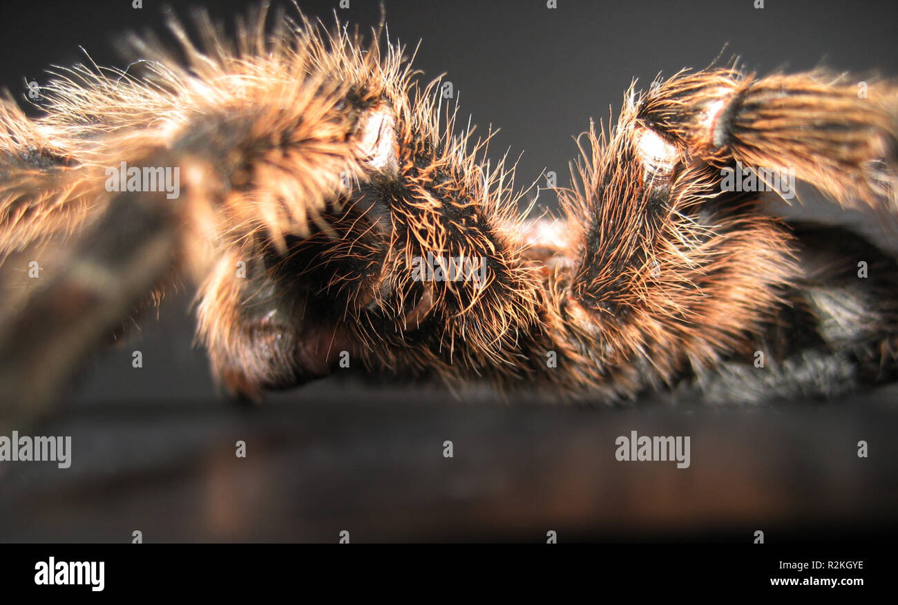 Disgusting spider hi-res stock photography and images - Alamy