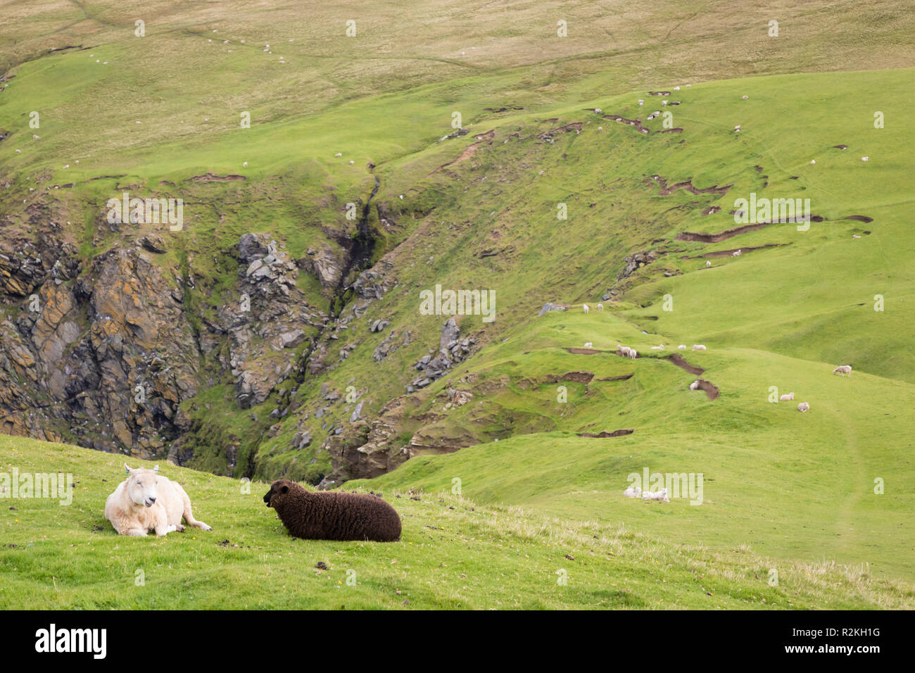 Landscape in Hermaness, Unst, Shetland Islands, UK Stock Photo - Alamy