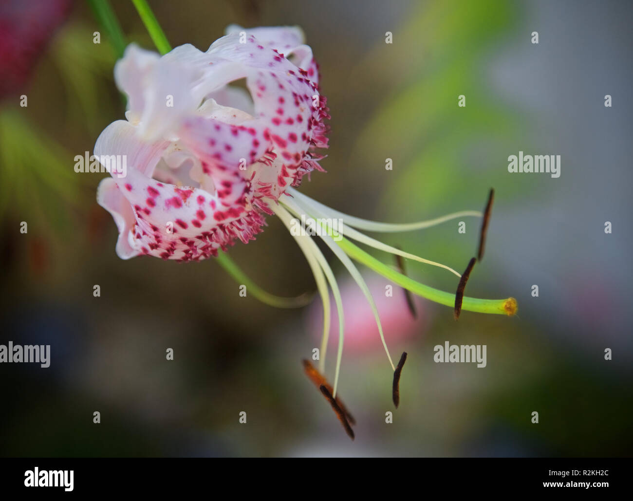 A pretty Japanese Lilly, Lilium specisum. In Kew gardens Stock Photo ...