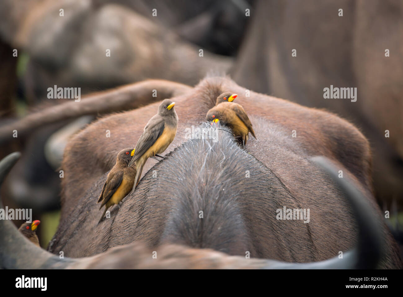 Yellow billed Oxpecker on a buffalo back in Kruger National park, South ...