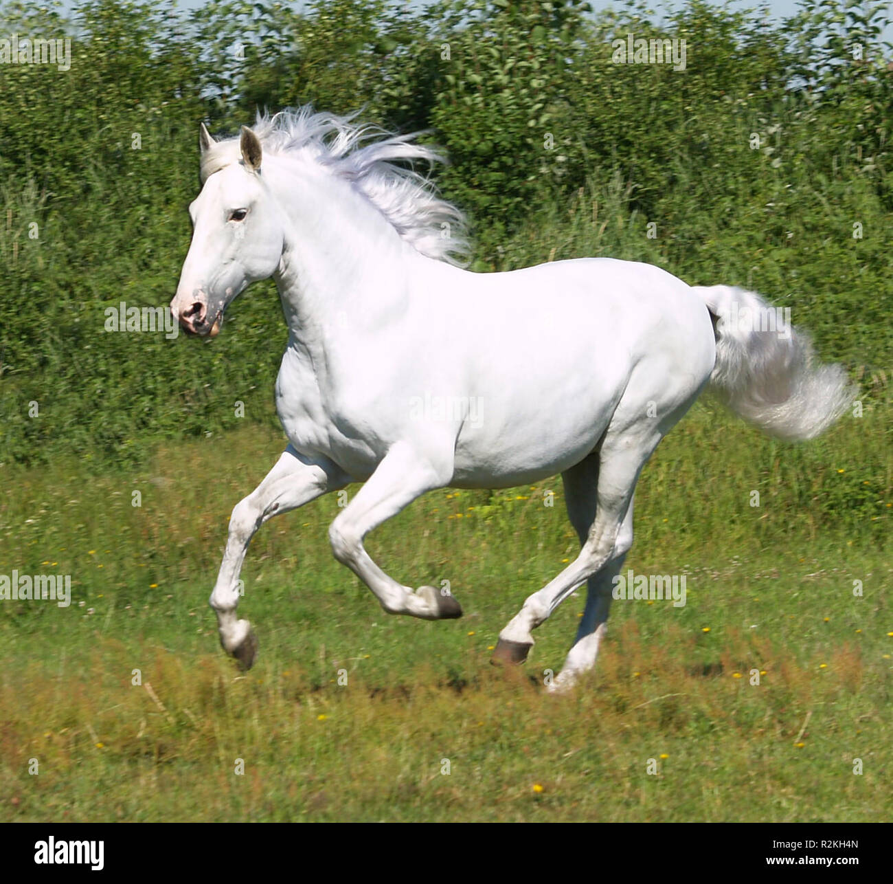 White stallion galloping hi-res stock photography and images - Alamy