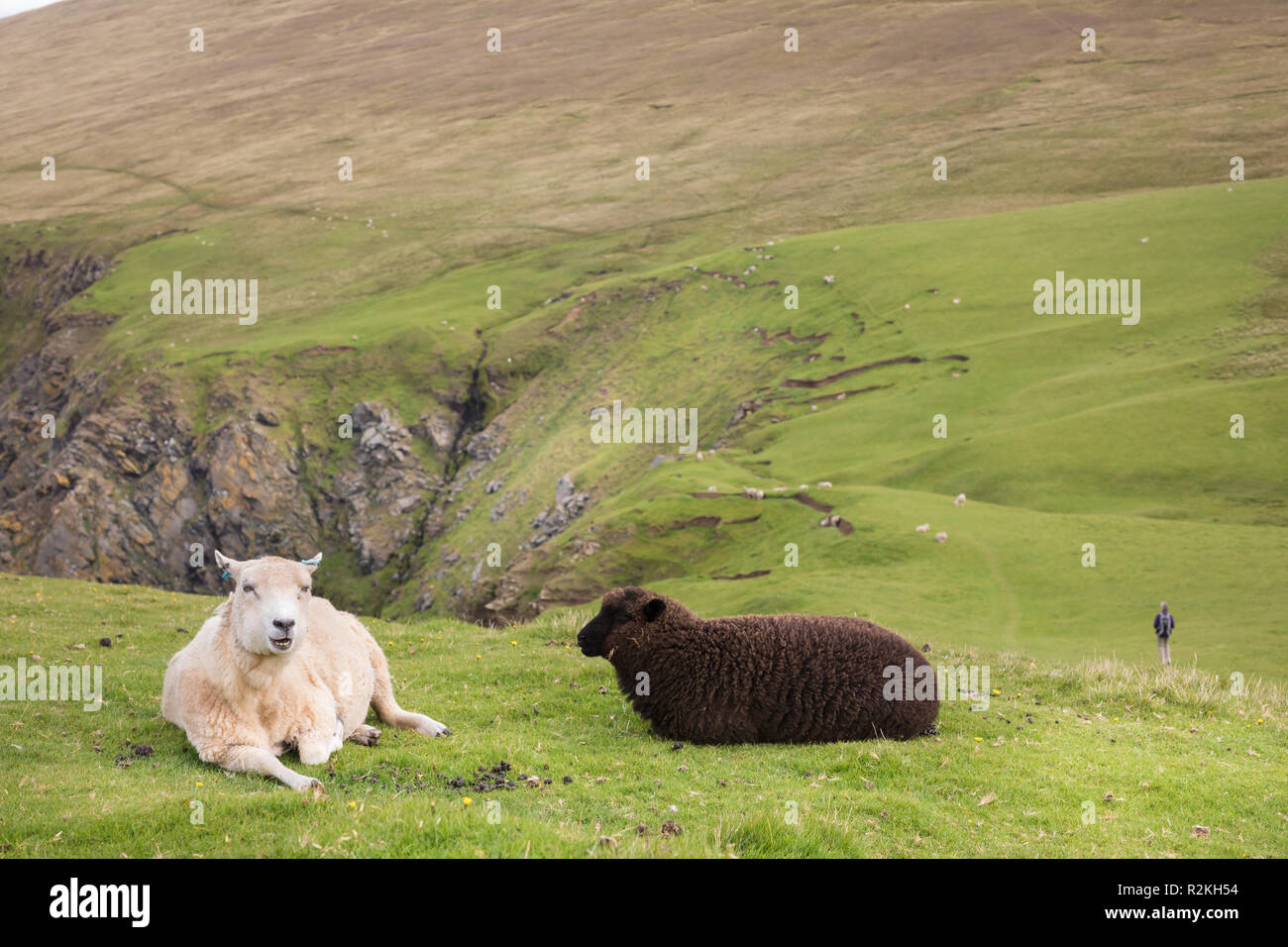Landscape in Hermaness, Unst, Shetland Islands, UK Stock Photo - Alamy