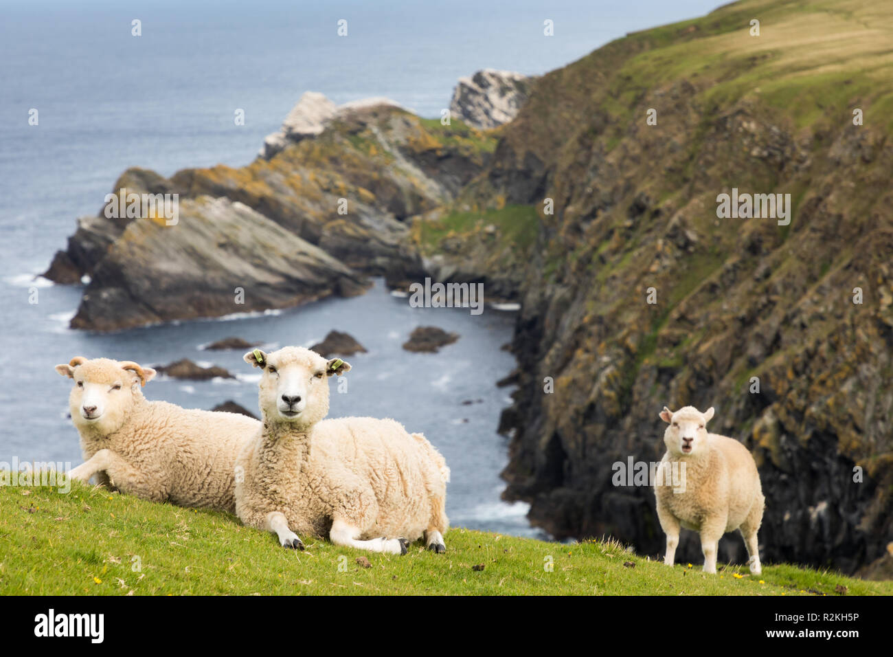 Landscape in Hermaness, Unst, Shetland Islands, UK Stock Photo - Alamy
