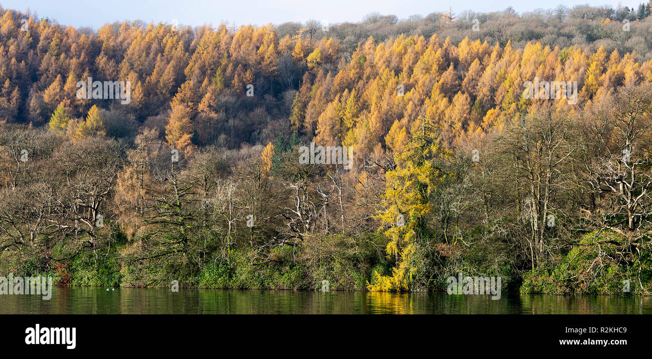 European Larch Trees in Woodland on the Shores of Lake Windermere near ...