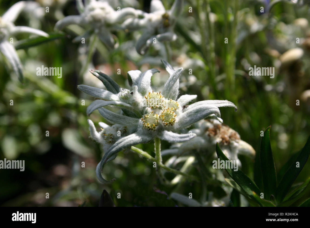 Leotopodium hi-res stock photography and images - Alamy