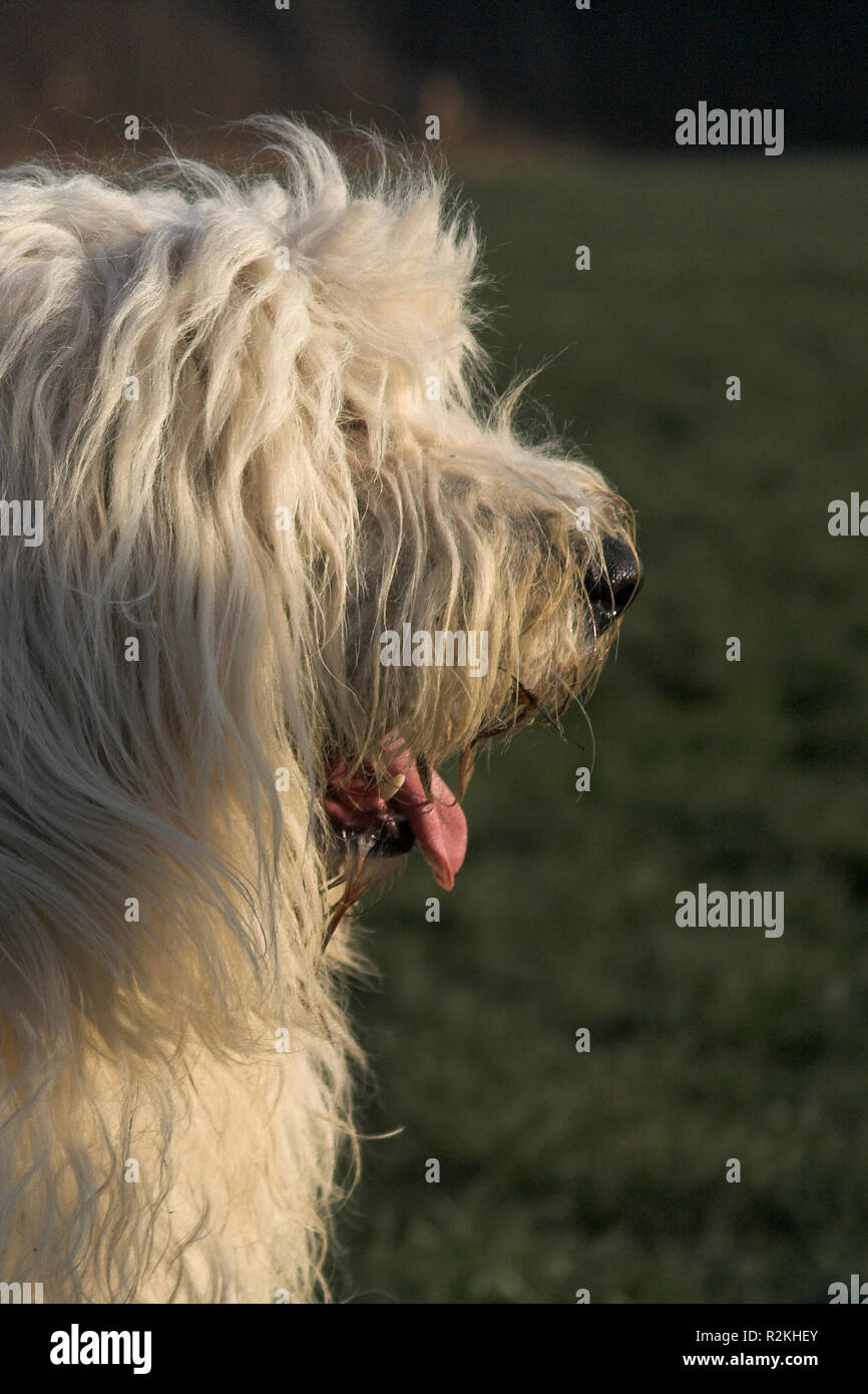bobtail portrait laterally Stock Photo - Alamy