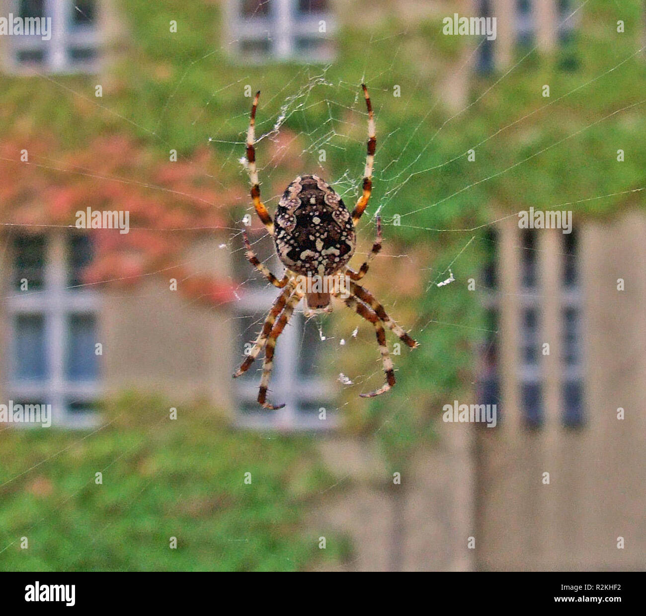 Domestic house spiders hi-res stock photography and images - Alamy