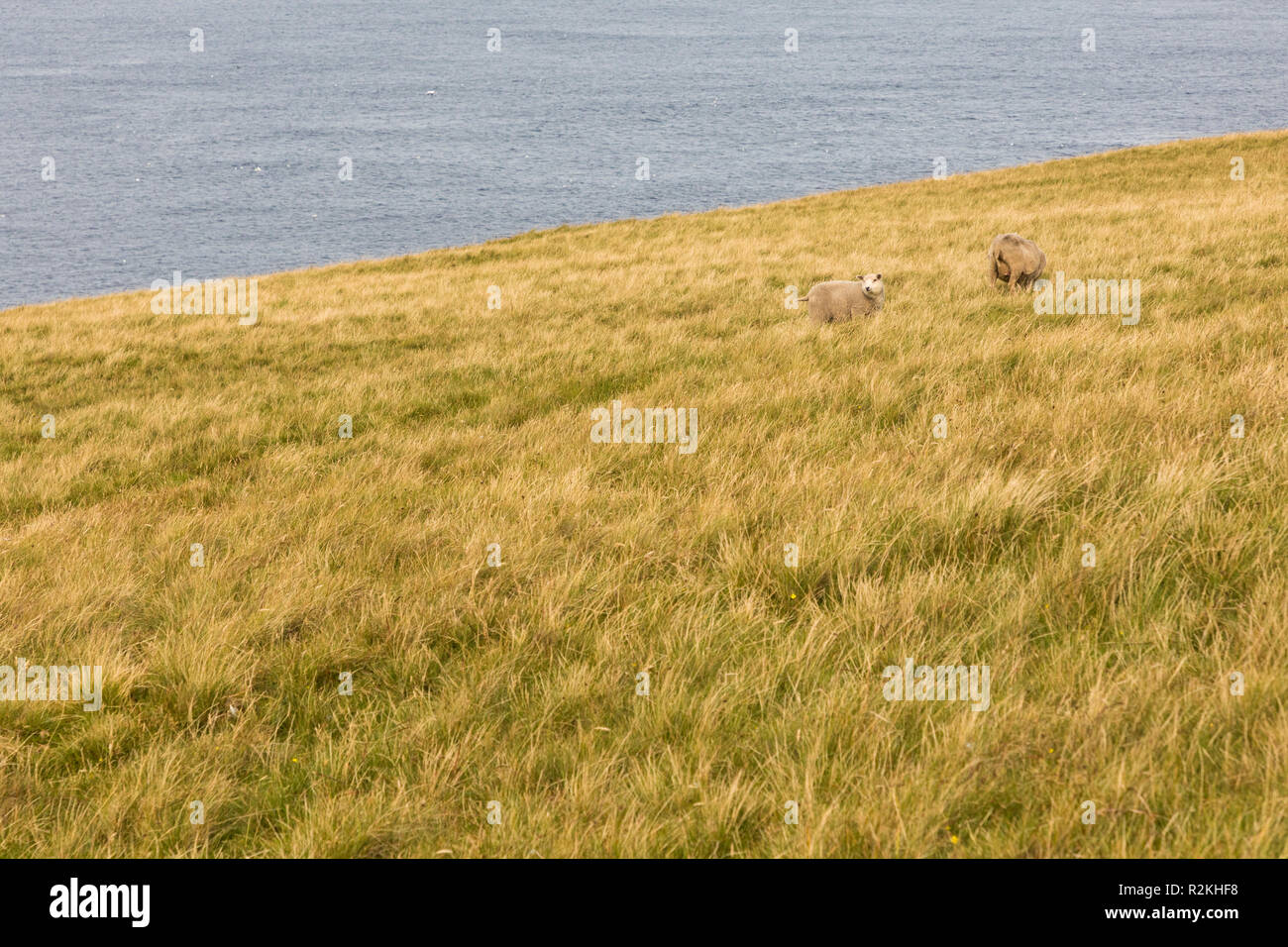 Landscape in Hermaness, Unst, Shetland Islands, UK Stock Photo - Alamy