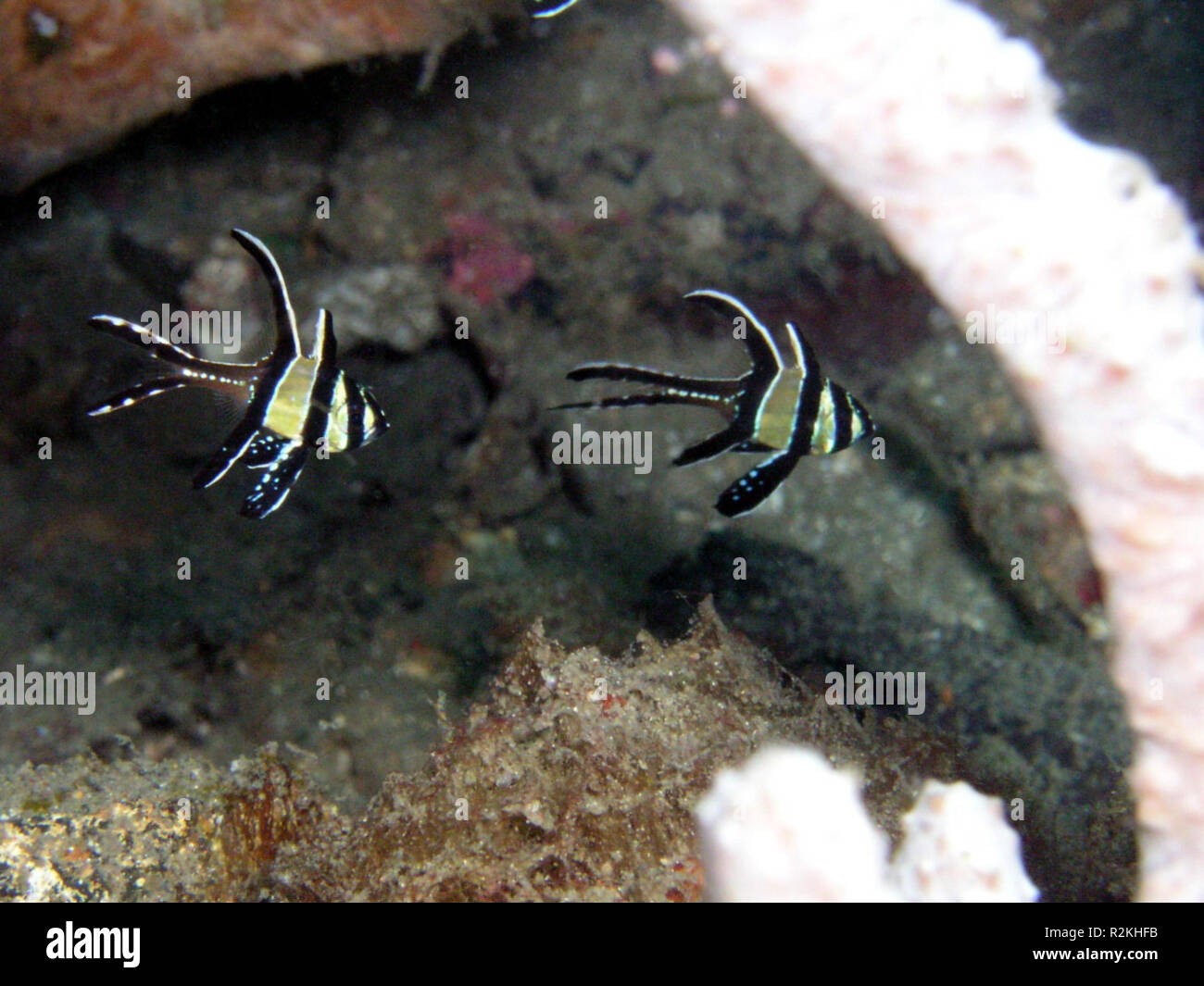 Harsh fish underwater fish pisces hi-res stock photography and images ...