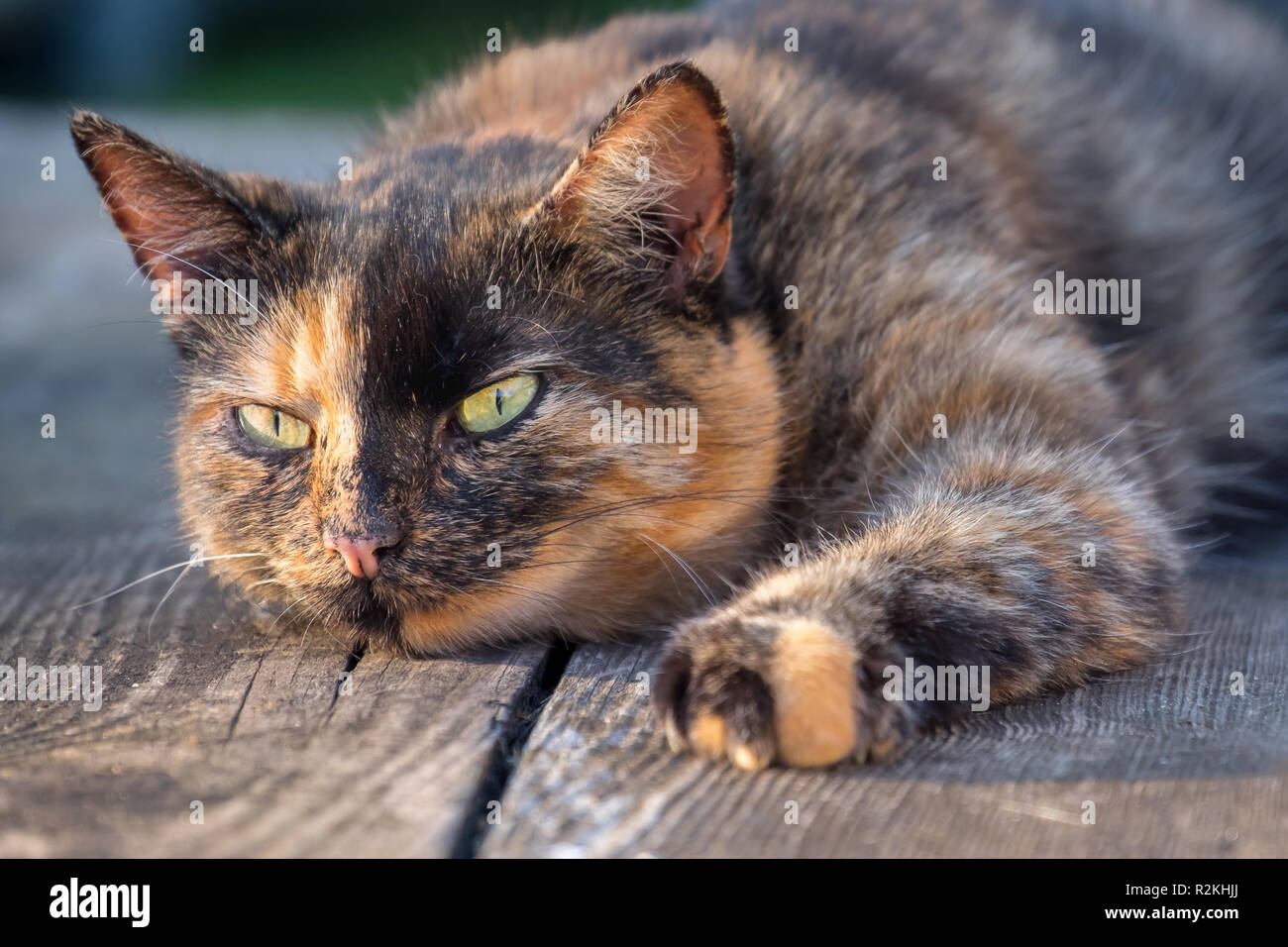 Young cat lying on table hi-res stock photography and images - Alamy