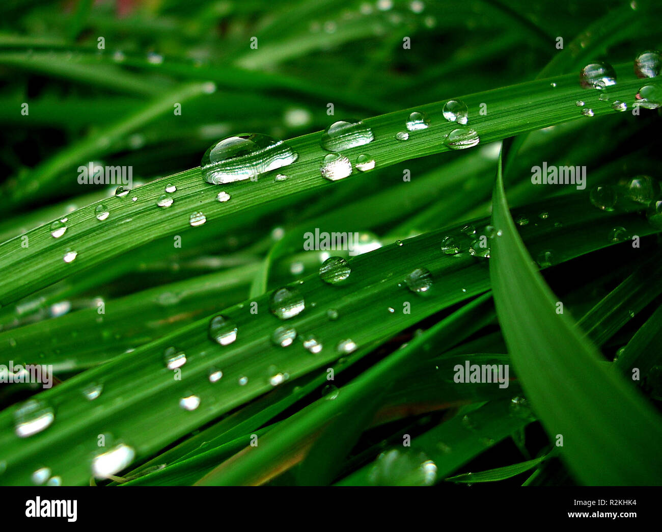 a small water droplets army Stock Photo - Alamy