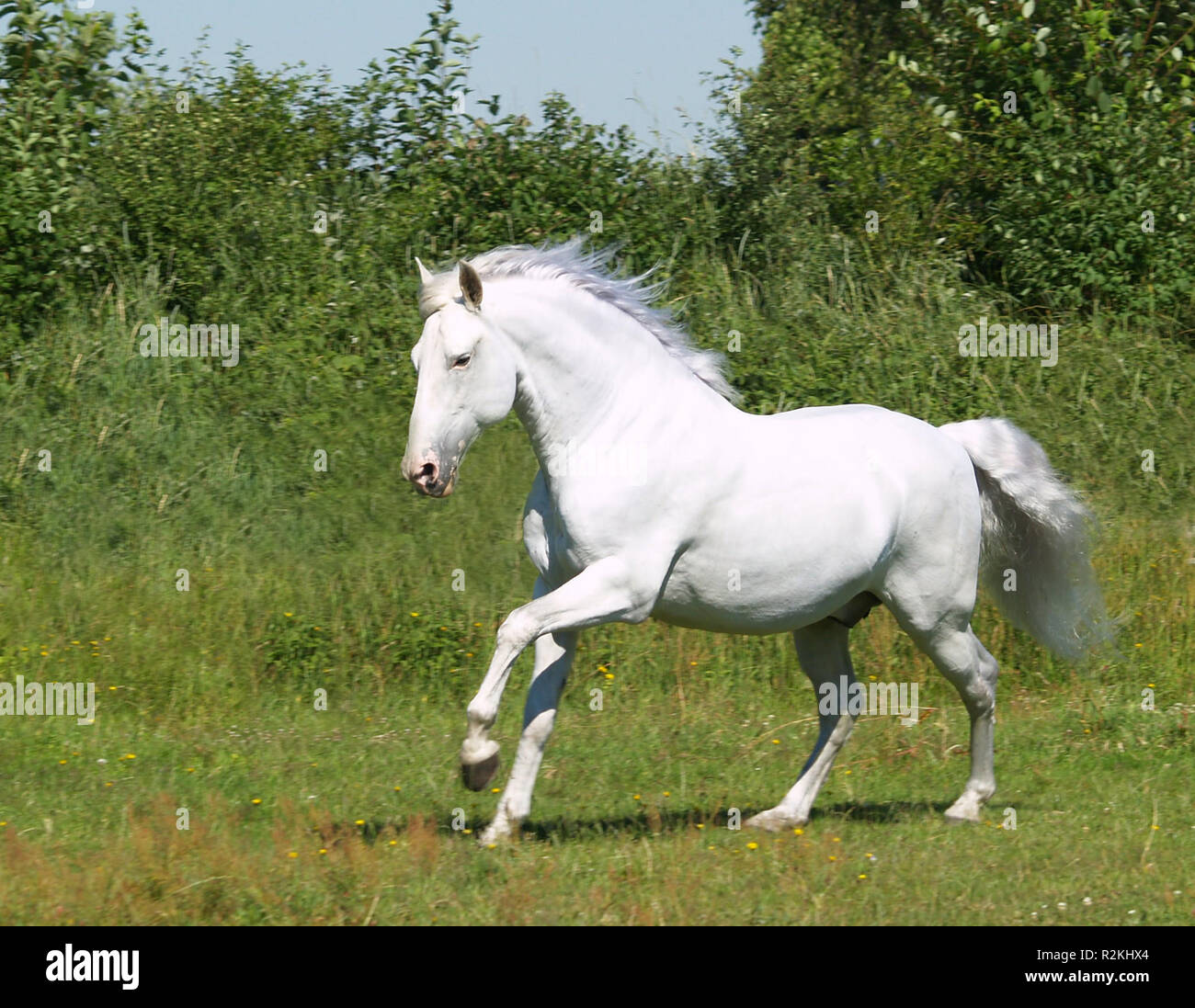 Gallop dynamics hi-res stock photography and images - Alamy