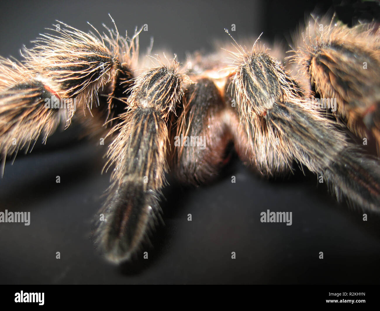Spider front hi-res stock photography and images - Alamy