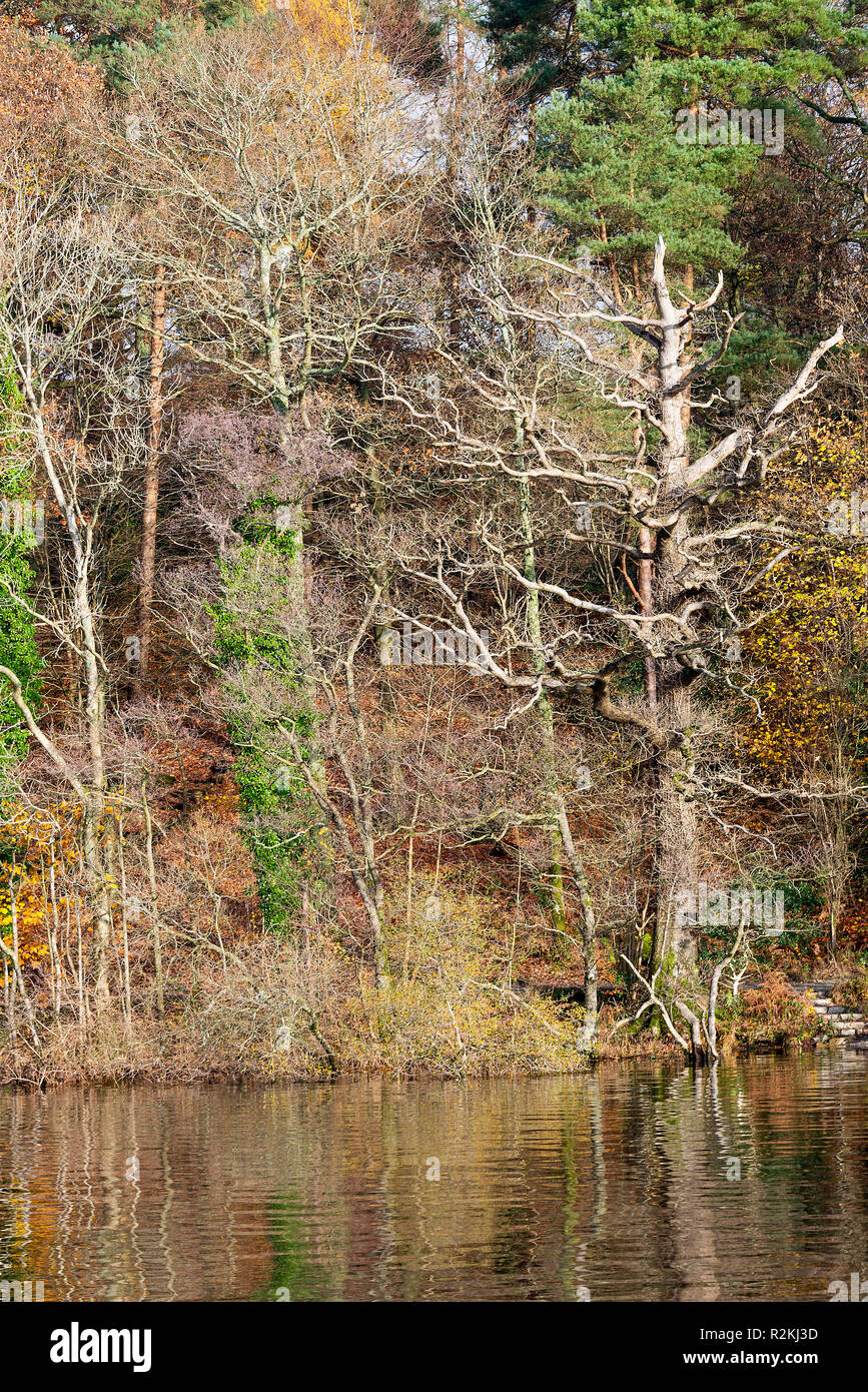 Autumn Colours and Tints in Woodland on the Lakeside of Lake Windermere ...