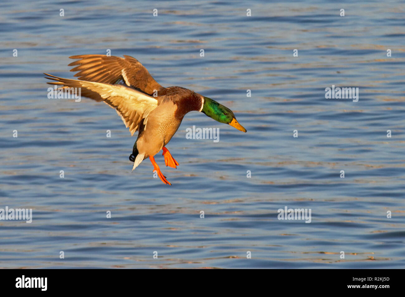 mallard in flight Stock Photo - Alamy