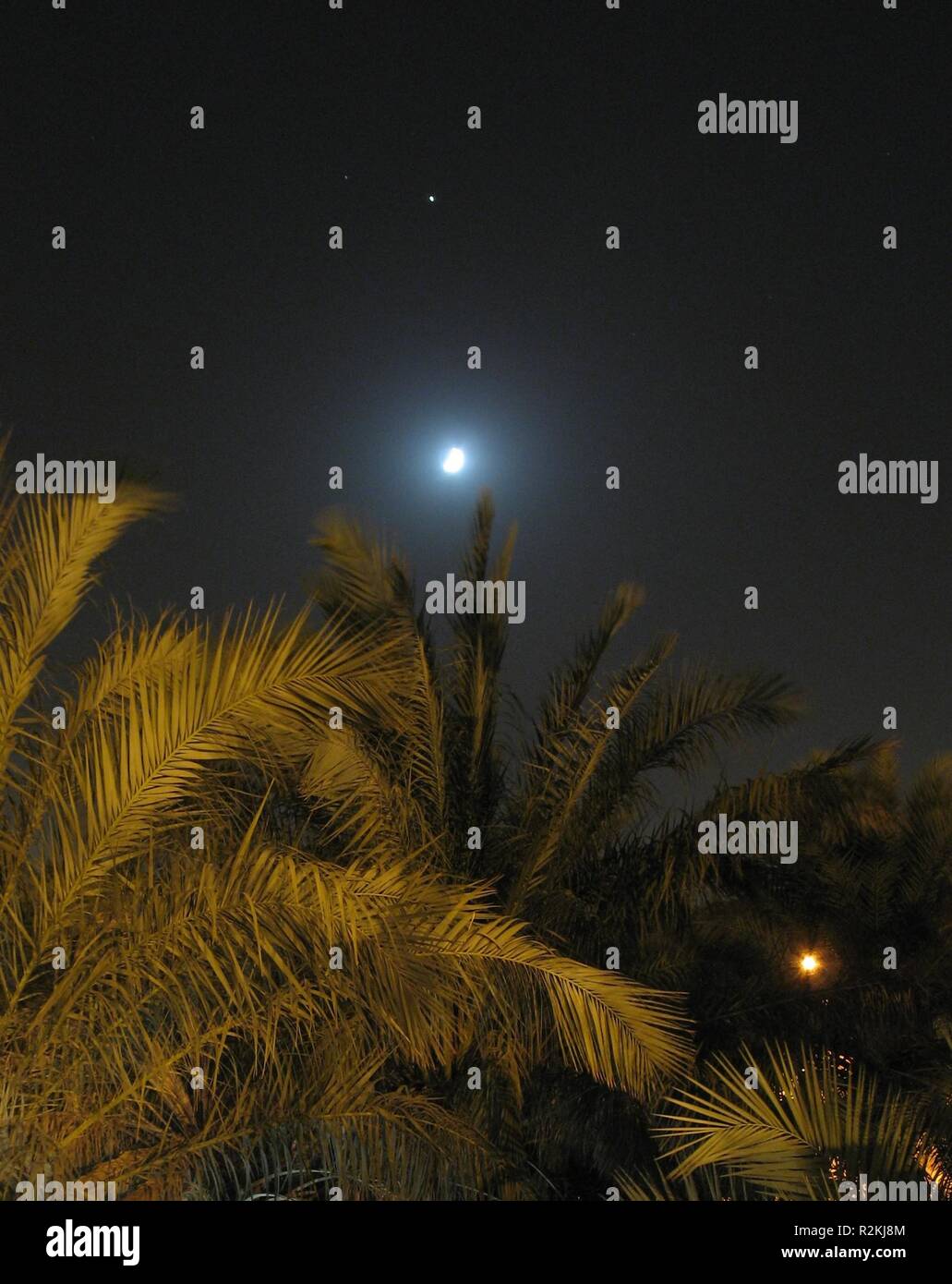 palm at night Stock Photo - Alamy